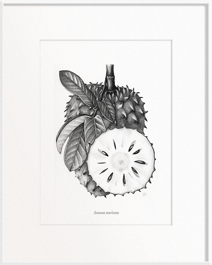 guyabano fruit drawing