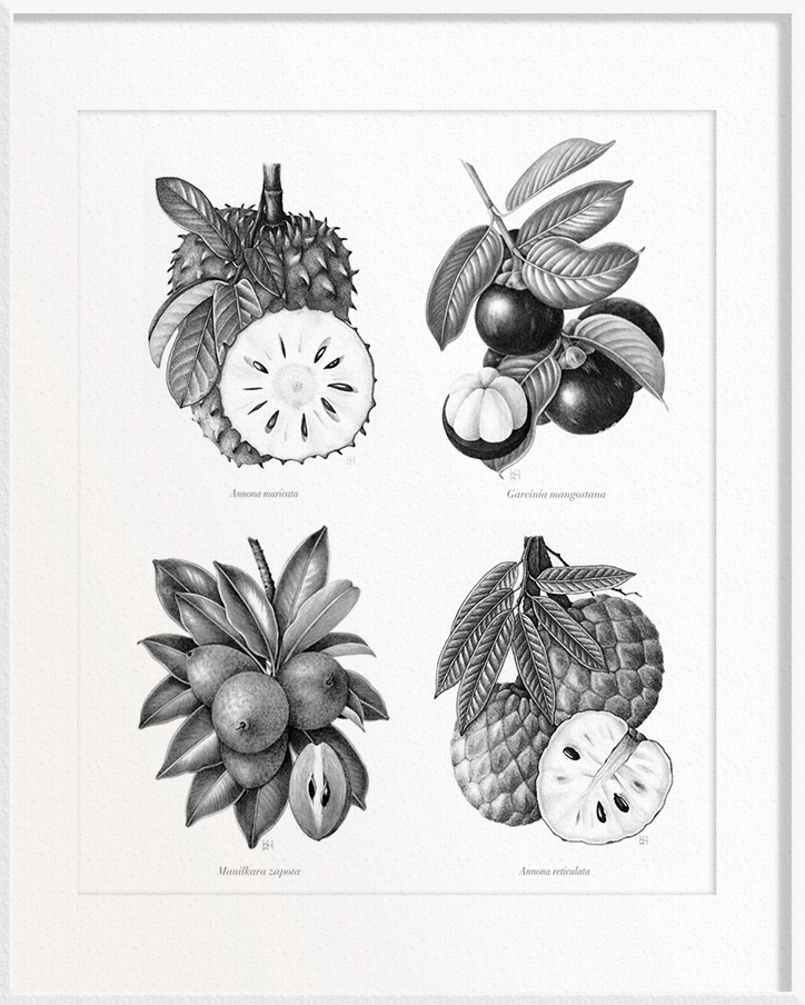 guyabano fruit drawing